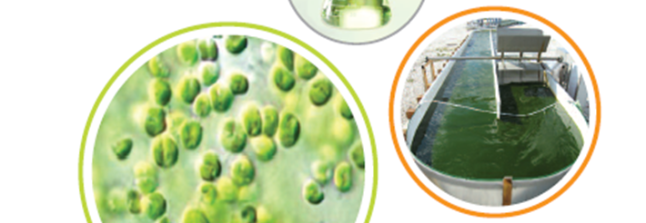 BIOFAT produit des biocarburants à grande échelle avec des micro-algues ...