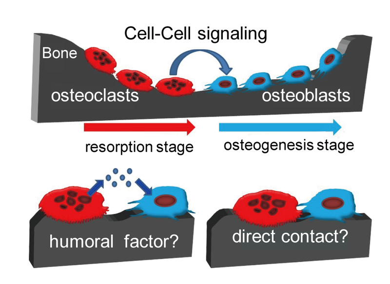 Ostéoblastes et ostéoclastes sont en contact direct pour assurer le ...